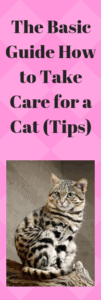 The Basics Guide How to Take Care for a Cat (Tips) - Pets Care Tips